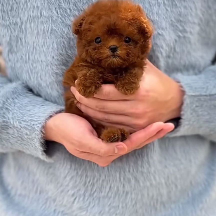 Мальтипу, щенок