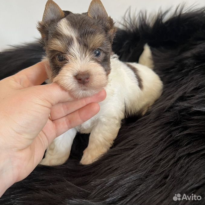 Биро мальчик