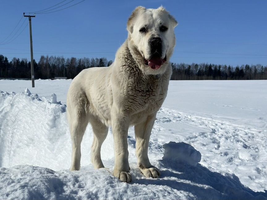 Алабайка в добрые руки
