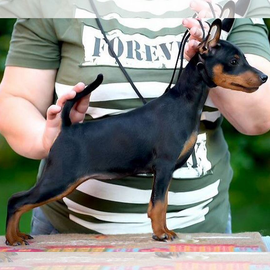 Щенки цвергпинчера