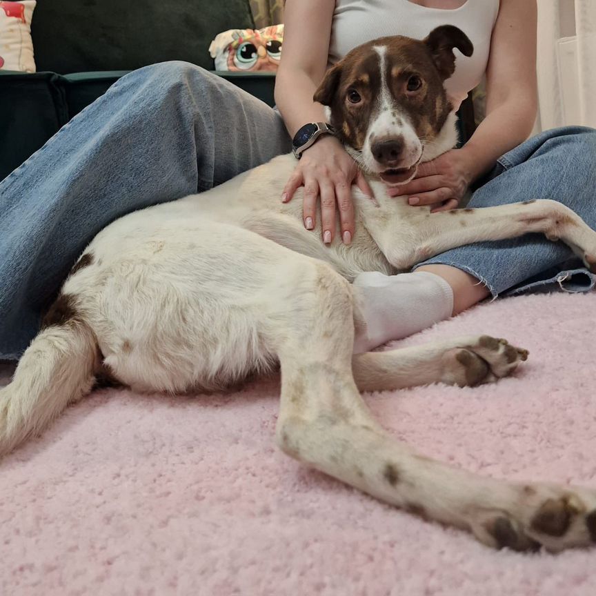 Самый лучший пес