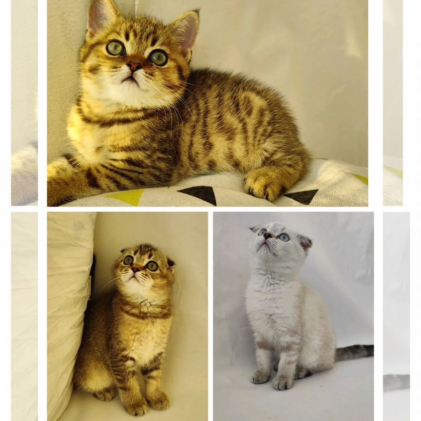 Шотландские котята
