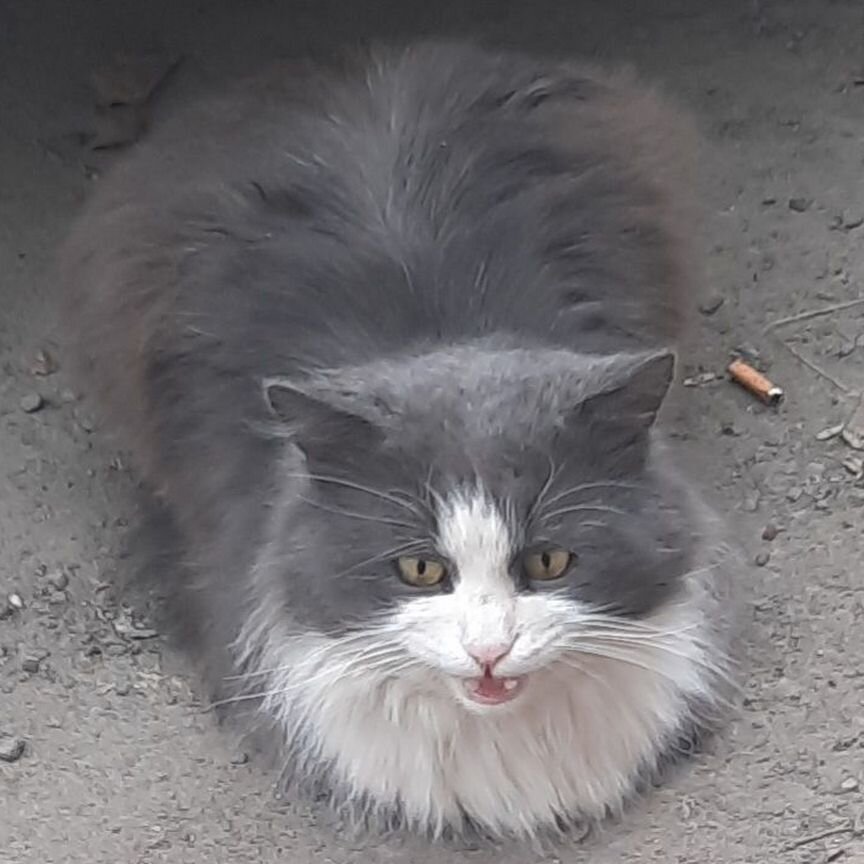 Котик 1,5 года потерял дом