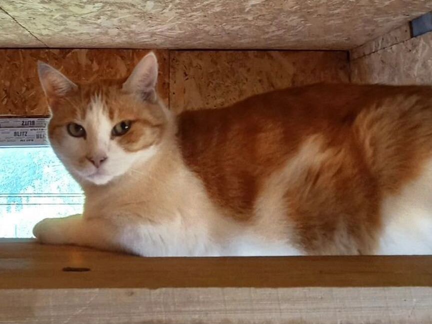 Котик в добрые руки