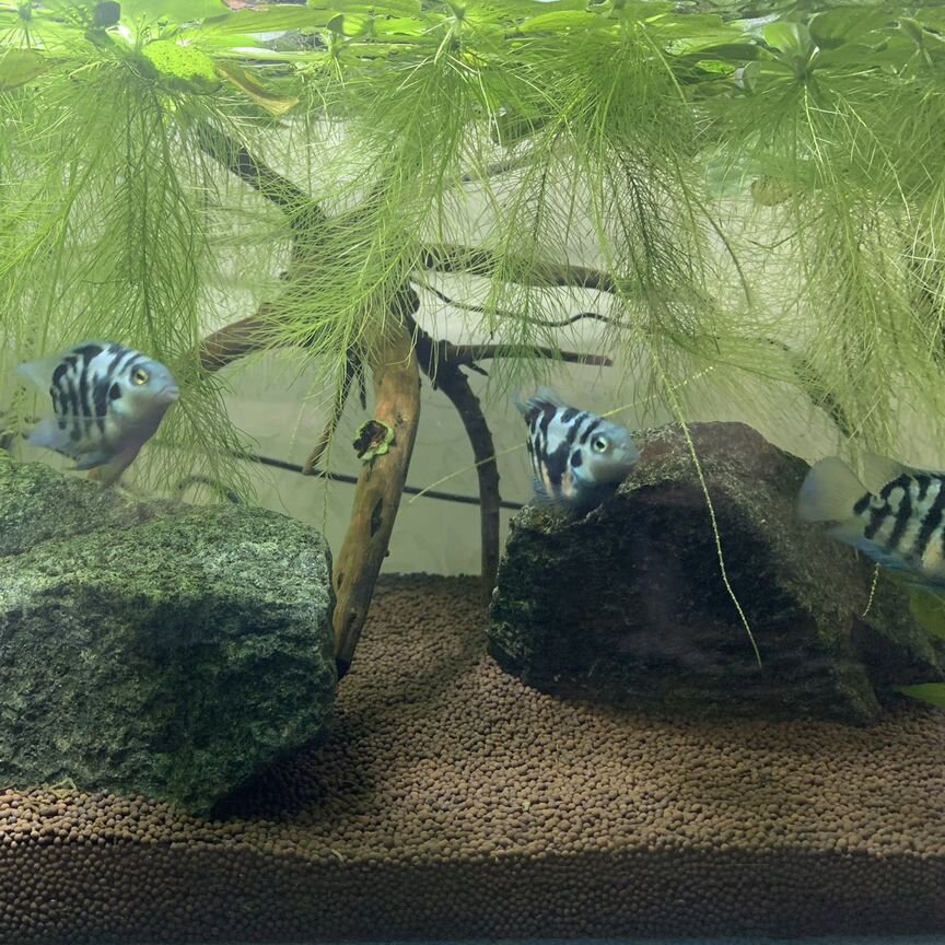 Растения пистия за 5 штук