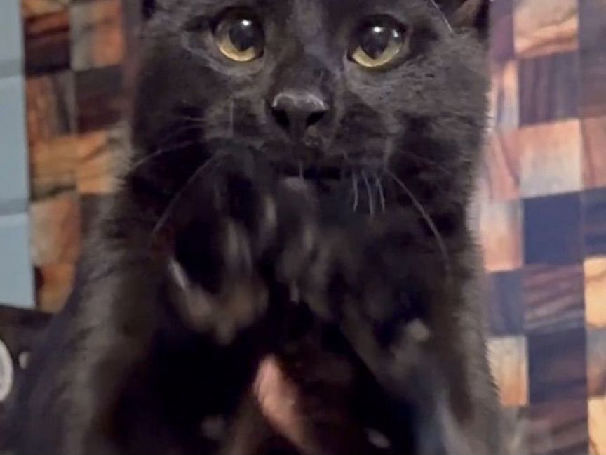 Кот чаузи