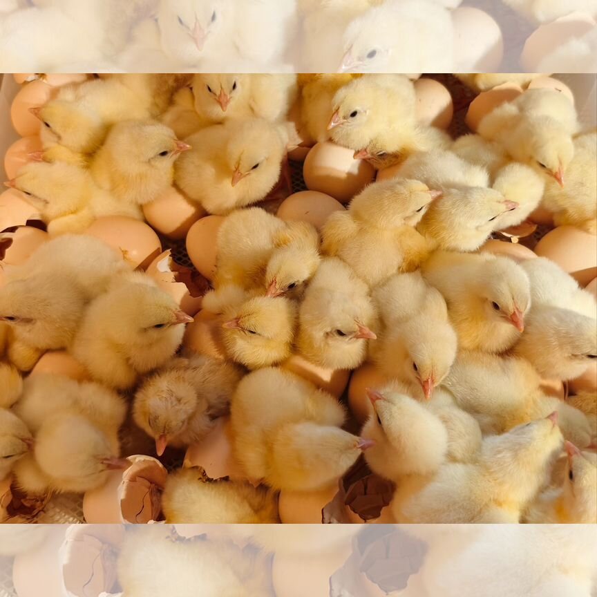 Цыплята бройлеры