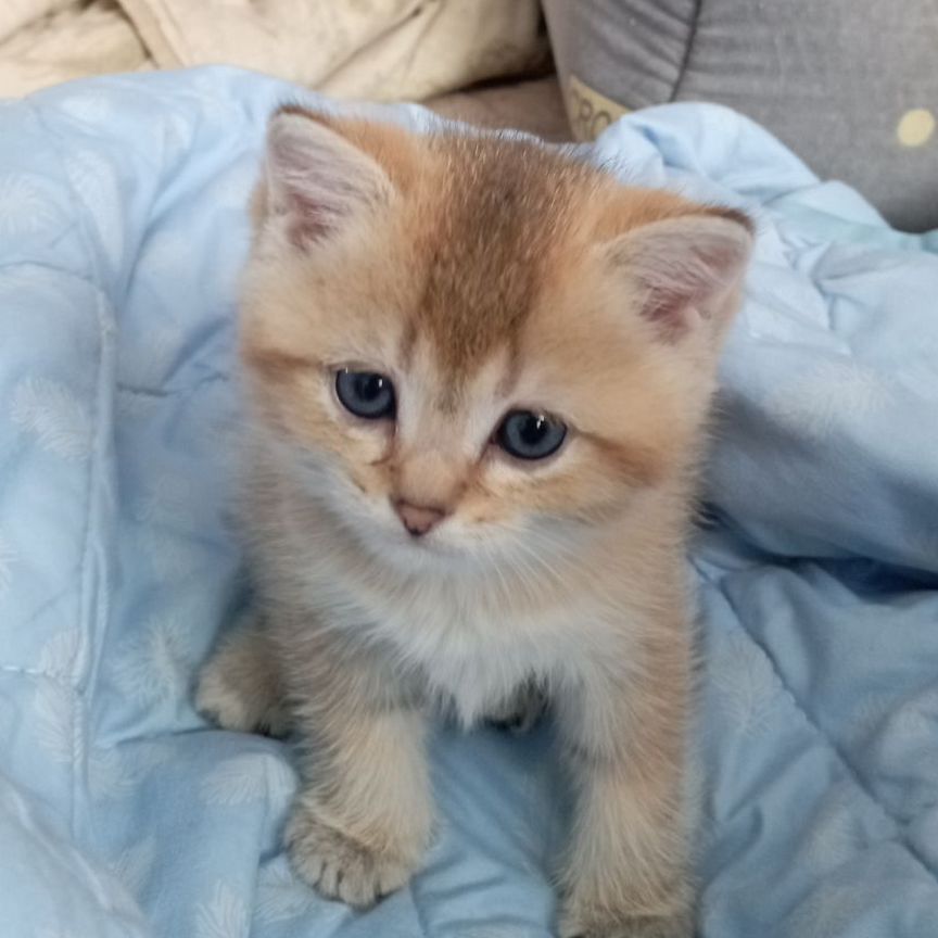 Британский короткошёрстный котёнок