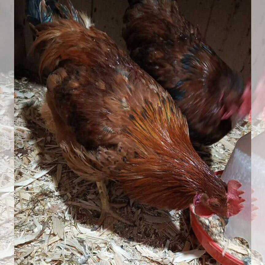 Петух домашний