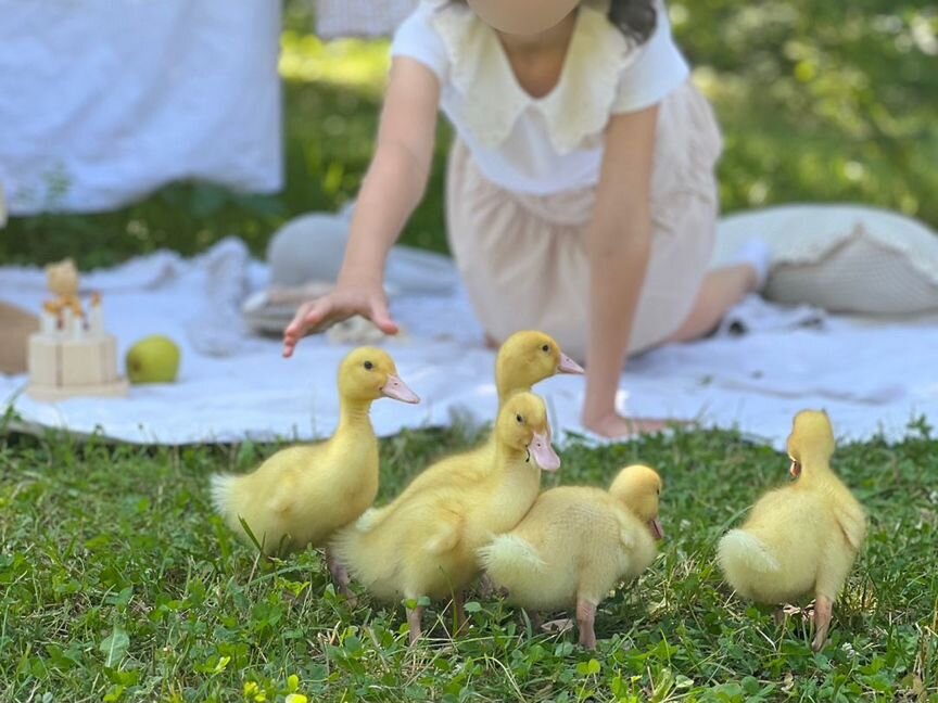 Утята подрощенные