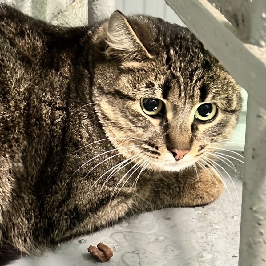 Взрослая, кошка в добрые руки