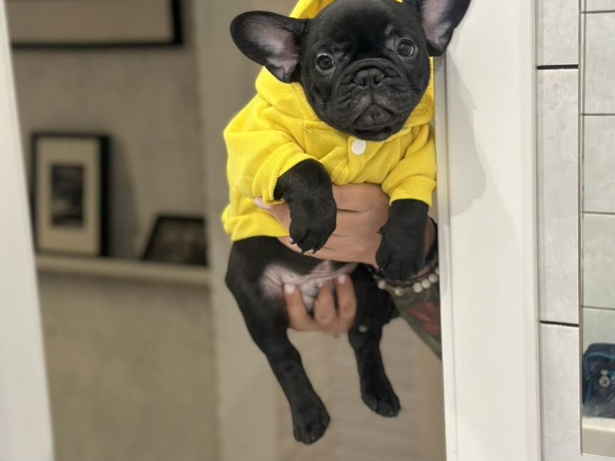 Французский бульдог щенки