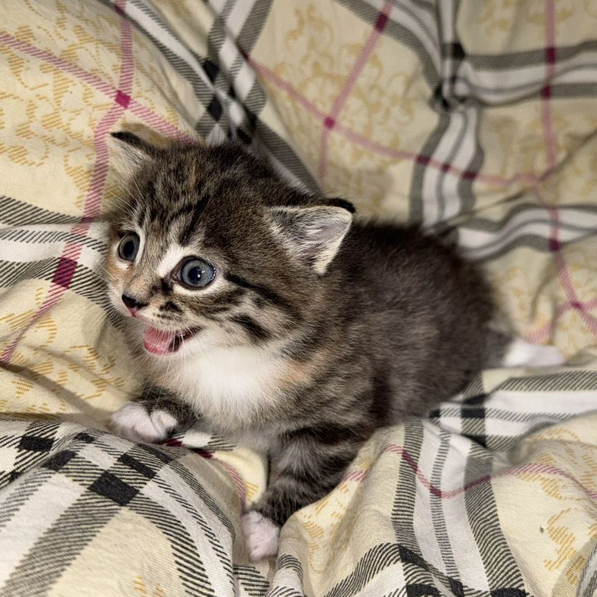 Котёнок в добрые руки