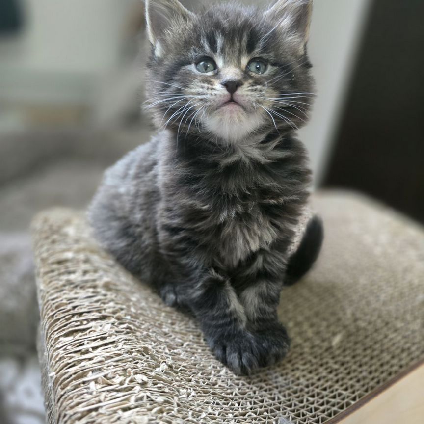 Котята мейн-кун