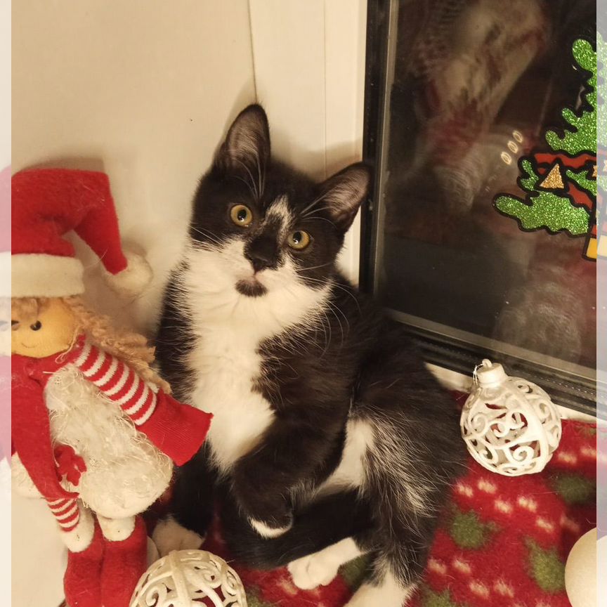 Котёнок в добрые руки