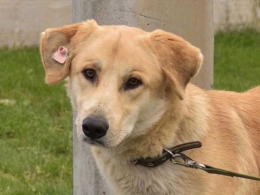 Собака в добрые руки