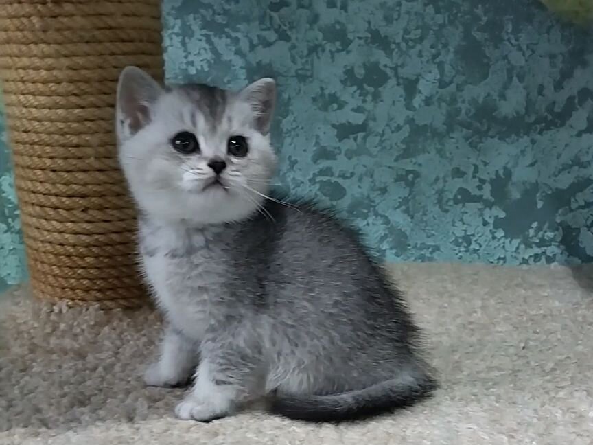 Шотландские котята