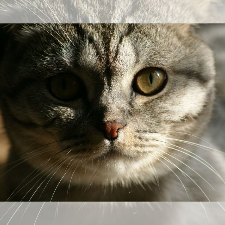 Британский вислоухий