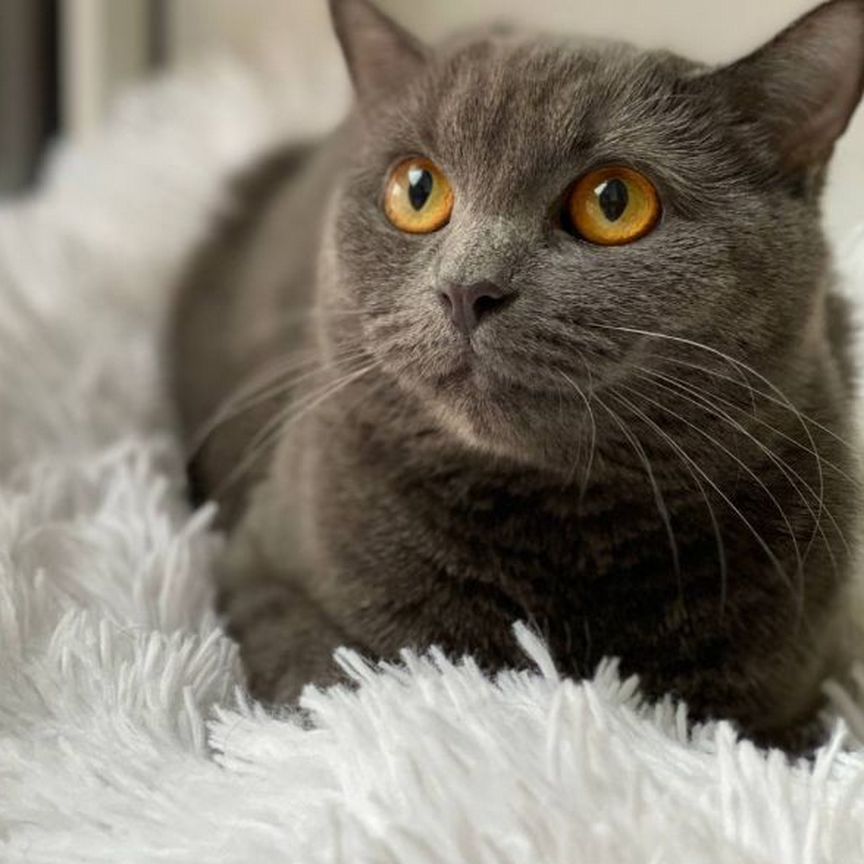 Кошечка 4 года