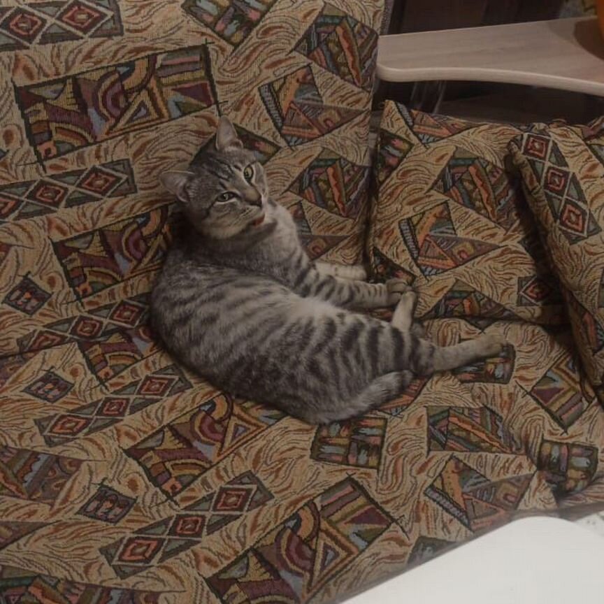 Отдам кота в добрые руки