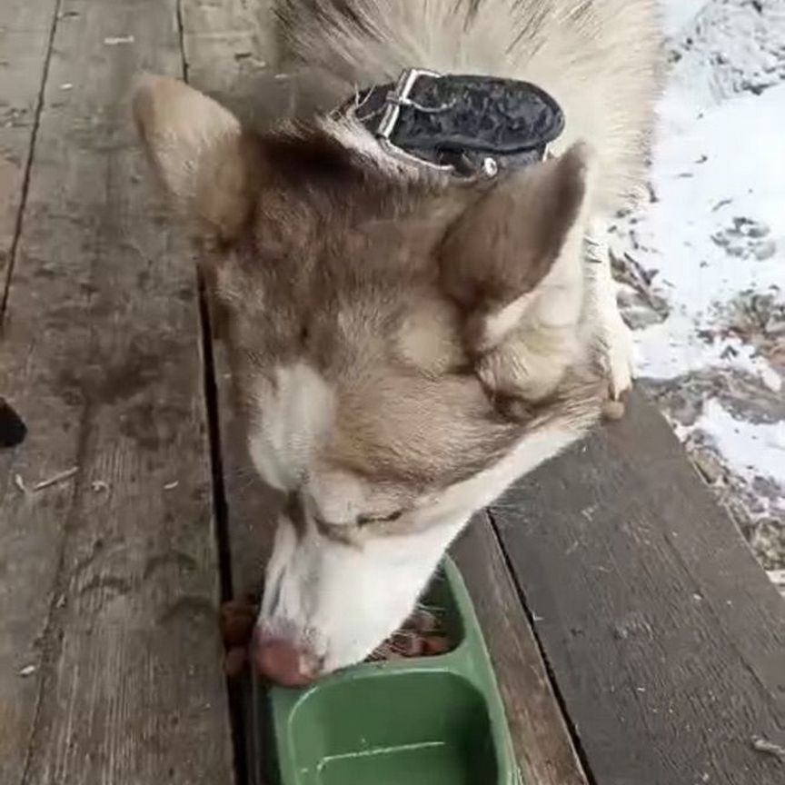 Молодой хаски