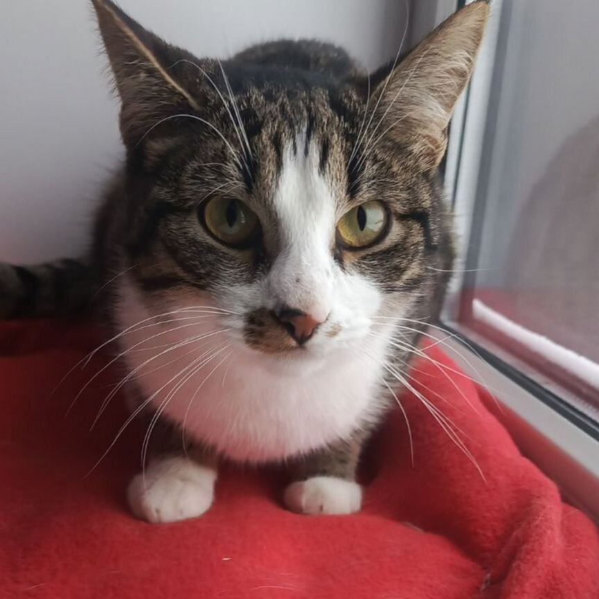 Взрослый кот в добрые руки