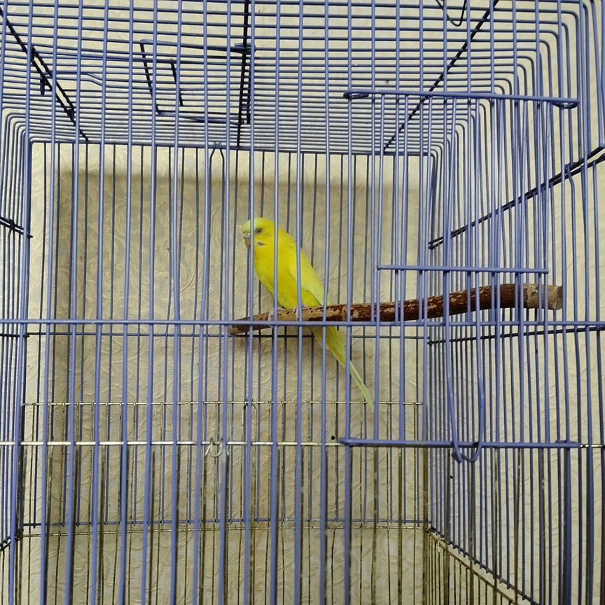 Волнистый попугай девочка