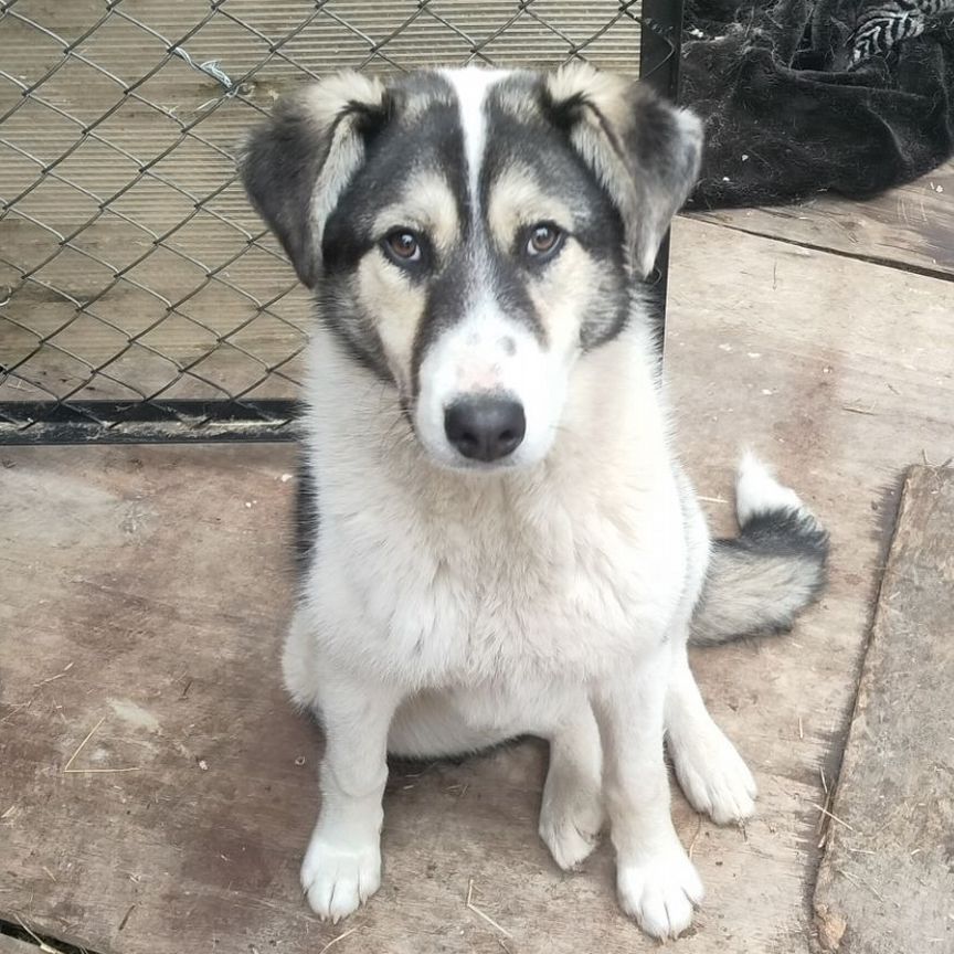 Щенок в добрые руки