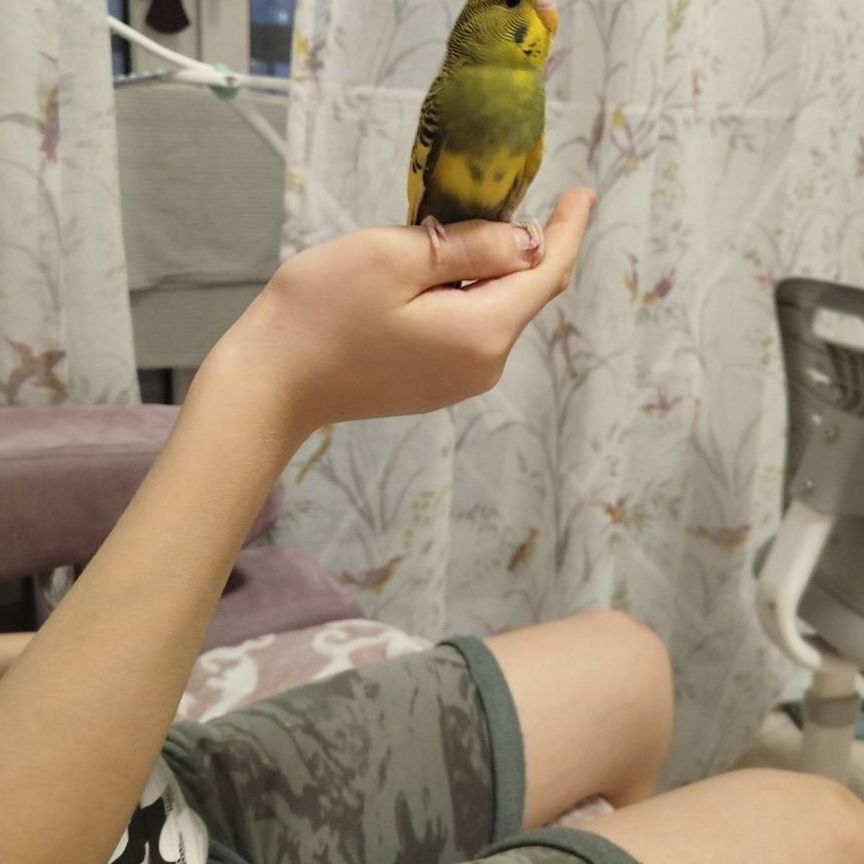 Волнистый попугай ручной