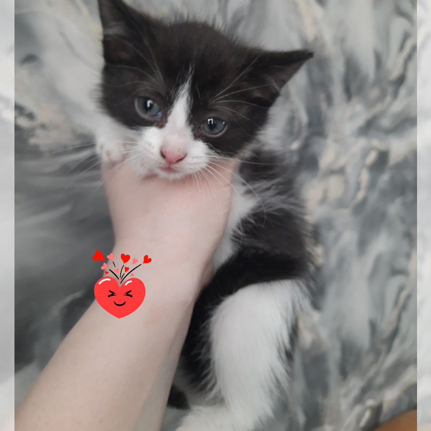 Котёнок в добрые руки