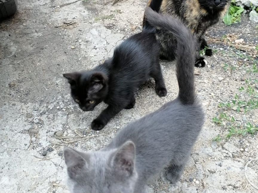 Котики бесплатно в добрые руки