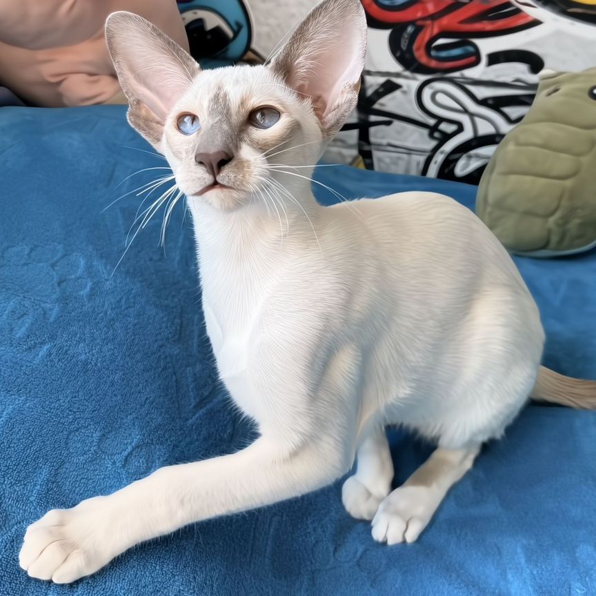 Ориентальный котёнок