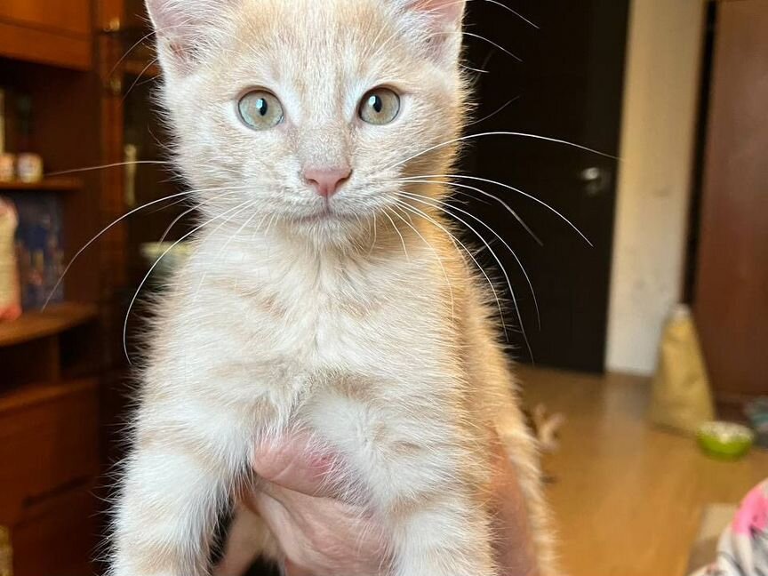 Котята в добрые руки мальчики рыжие