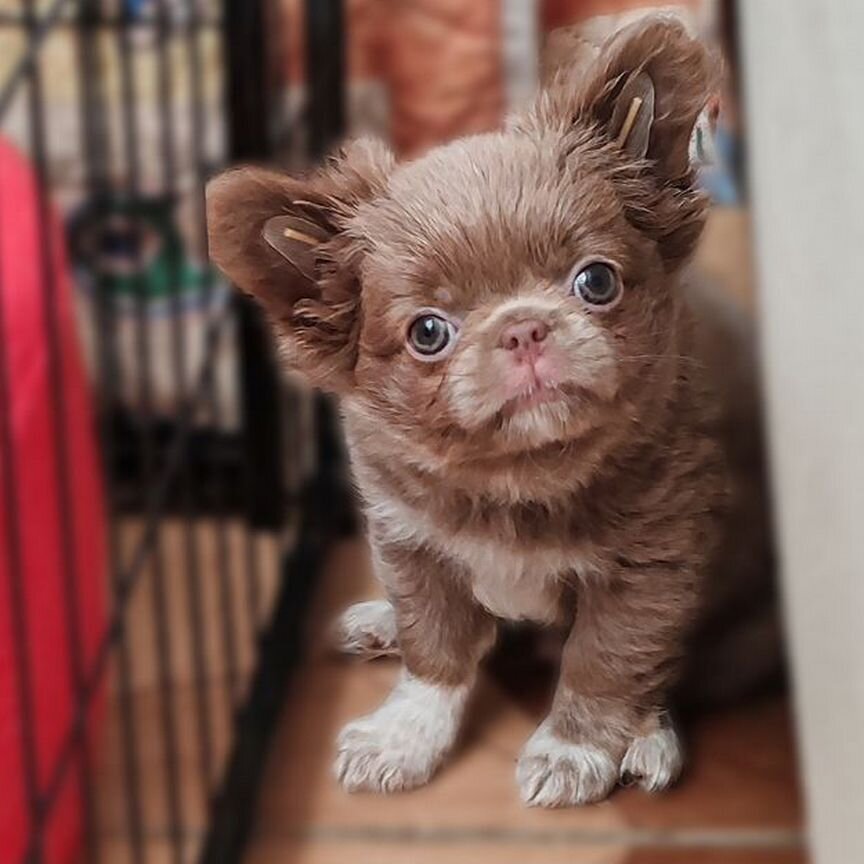 Чихуахуа, щенок