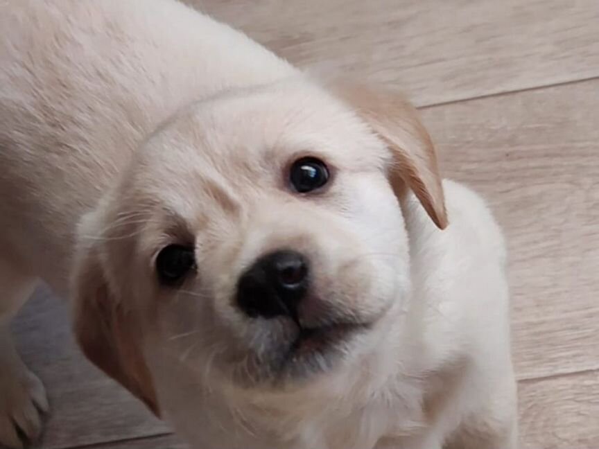 Лабрадор девочка