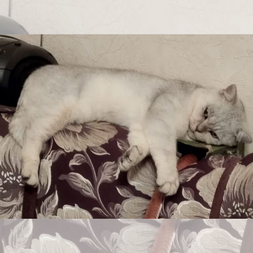 Котик