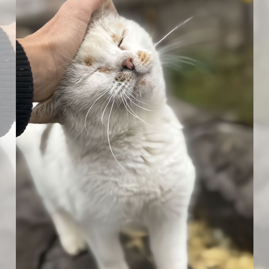 Взрослая, Девочка кошка в добрые руки