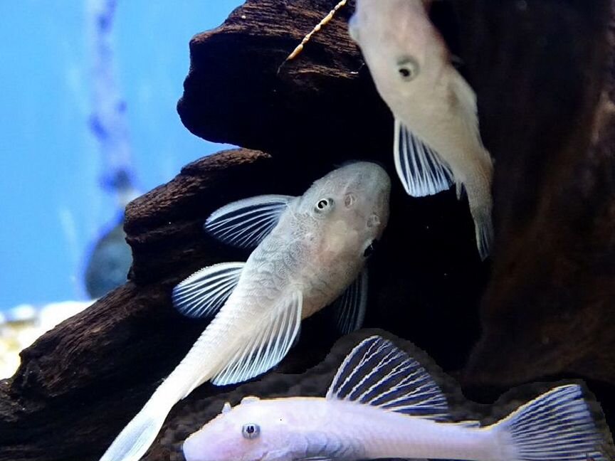 Снежок L144 Снежно Белый Анциструс сомик прилипала