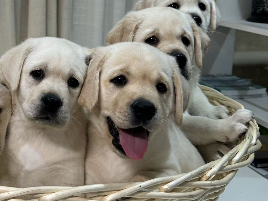 Щенки лабрадора палевые