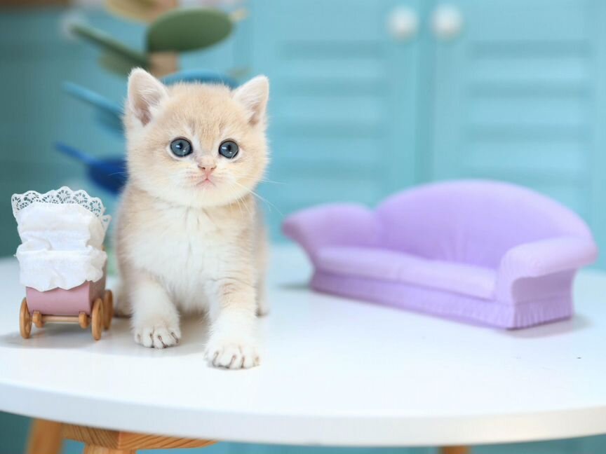 Британская золотая шиншилла котята