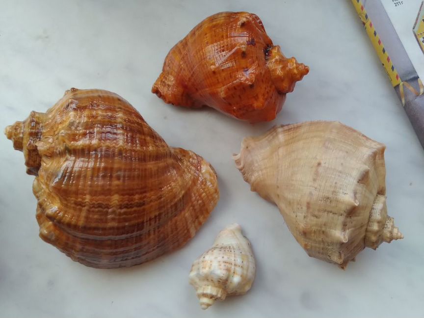 Морские ракушки пакет