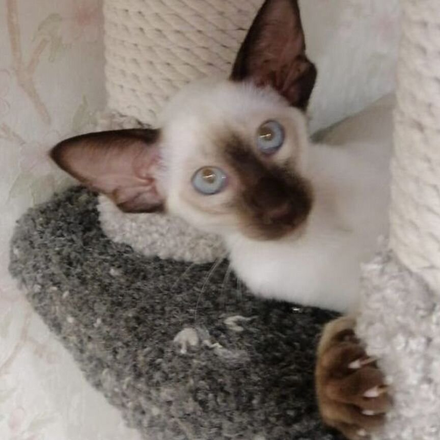 Ориентальный котёнок