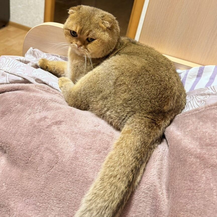 Кот вязка золотая шиншилла