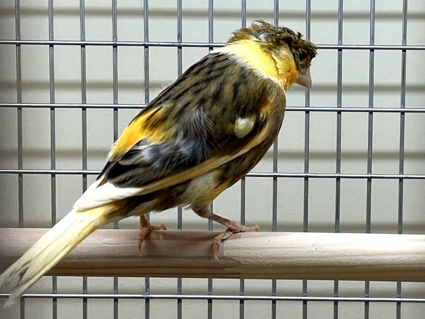 Канарейка чубатая самка 2023