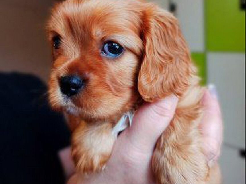 Рубиновые кавалерчики