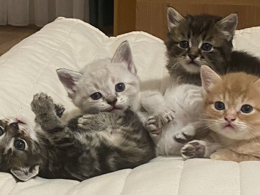 Котята в добрые руки