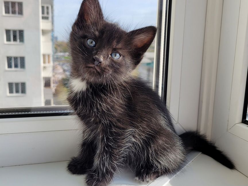 Красивущие малыши бесплатно