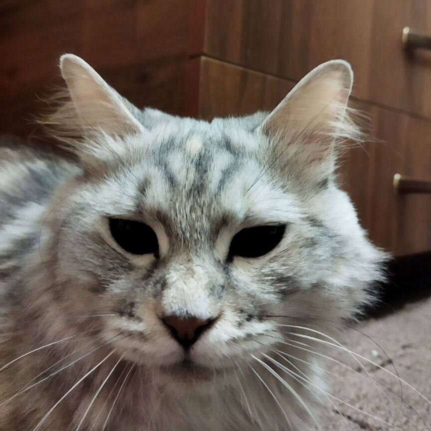 Курильский бобтейл длинношёрстный, взрослая кошка