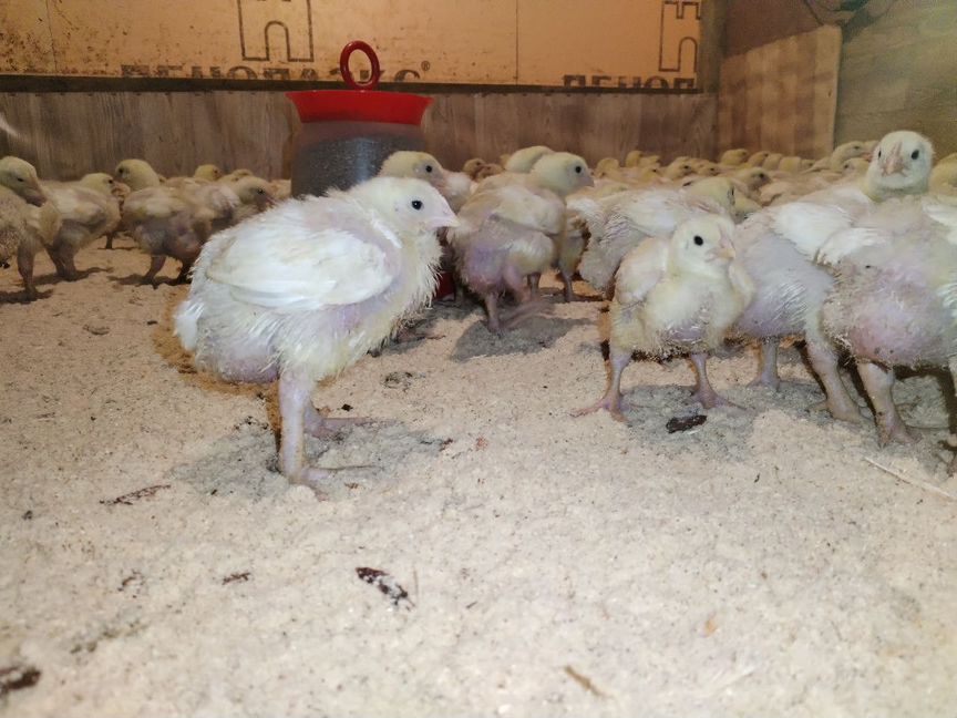 Цыплята / Подрощенный корнишон/цыплёнок табака