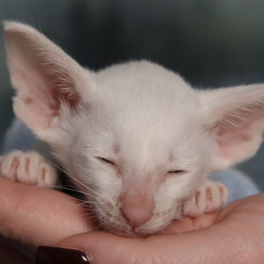 Ориентальный котёнок